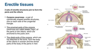 Anatomy VI.pptx
