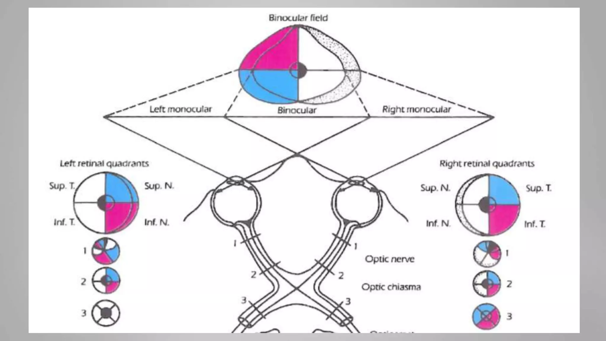 ocular Anatomy visual pathway dr.mohammed | PPT