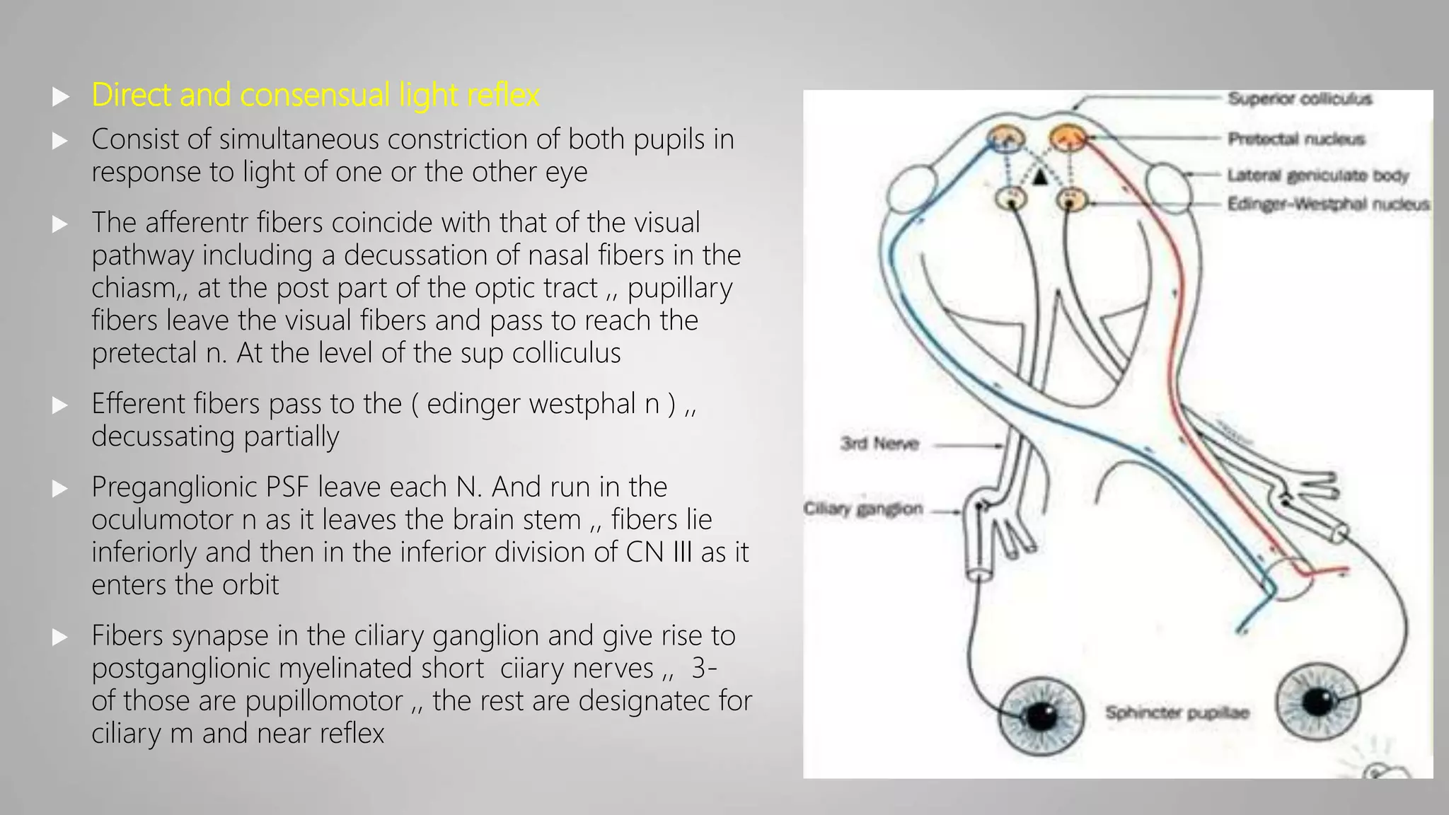 ocular Anatomy visual pathway dr.mohammed | PPT