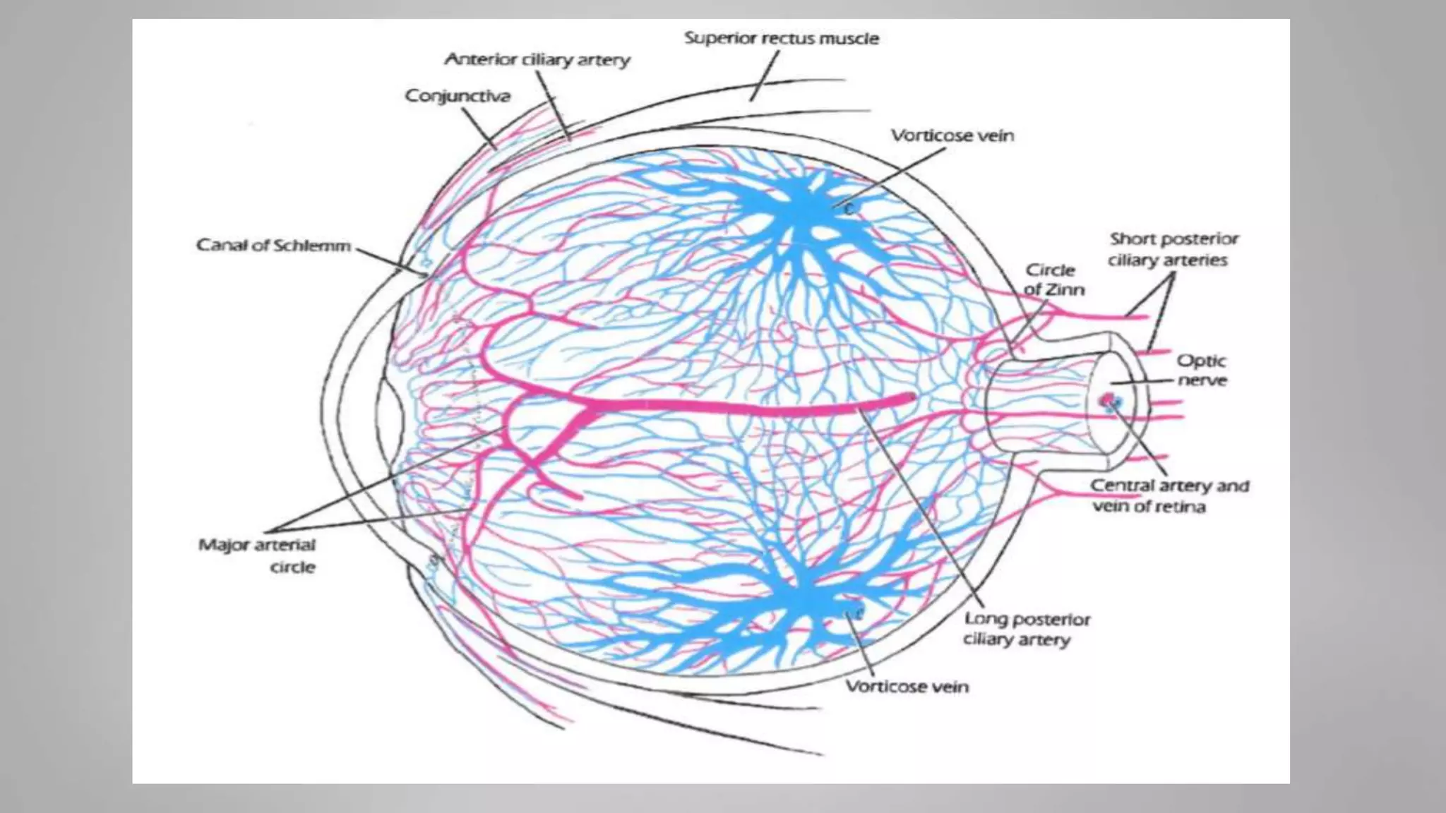 ocular Anatomy visual pathway dr.mohammed | PPT