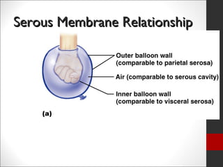Serous Membrane Relationships