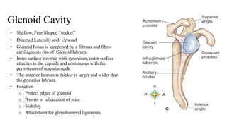 Anatomy and xrays of shoulder joint | PPTX