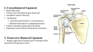 Anatomy and xrays of shoulder joint | PPTX