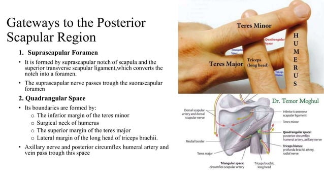 Anatomy and xrays of shoulder joint | PPT
