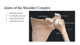 Anatomy and xrays of shoulder joint | PPTX