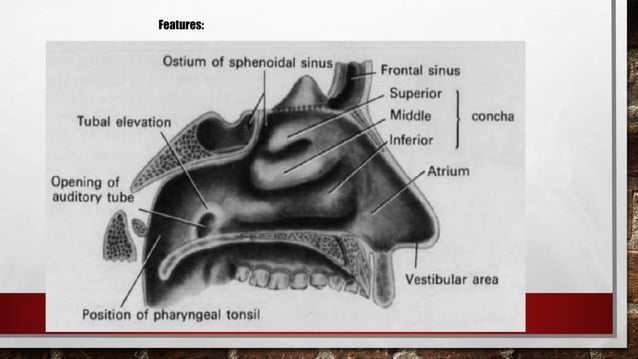 Anatomy of the nose and paranasal sinuses made easy | PPTX