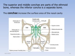 cranial base and nasal cavity | PPTX