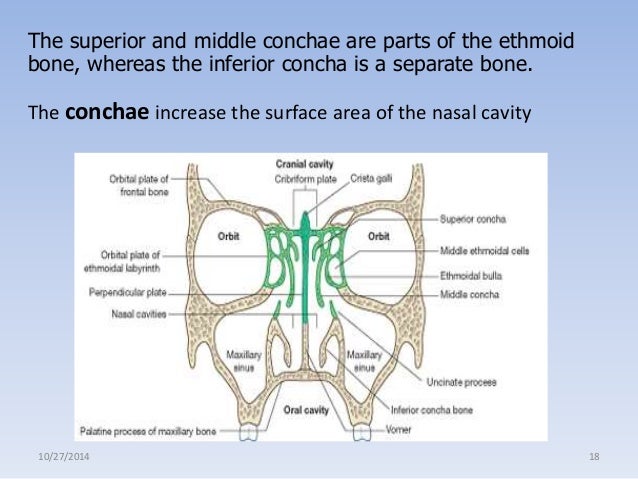 cranial base and nasal cavity