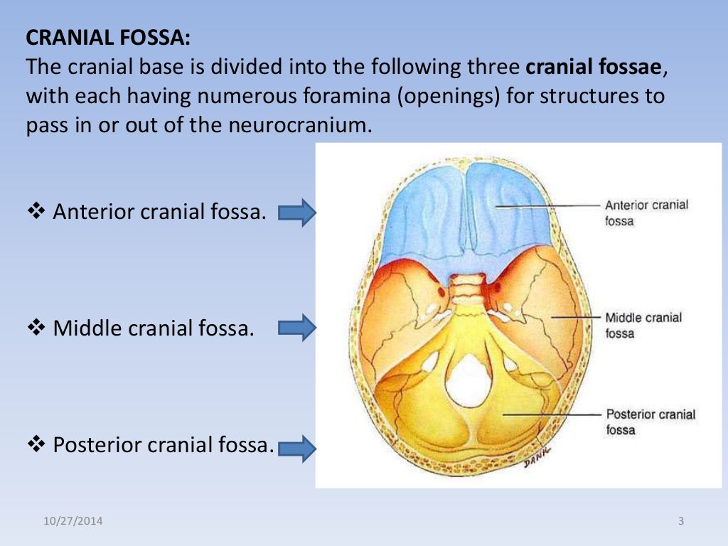 Cranial Cavity