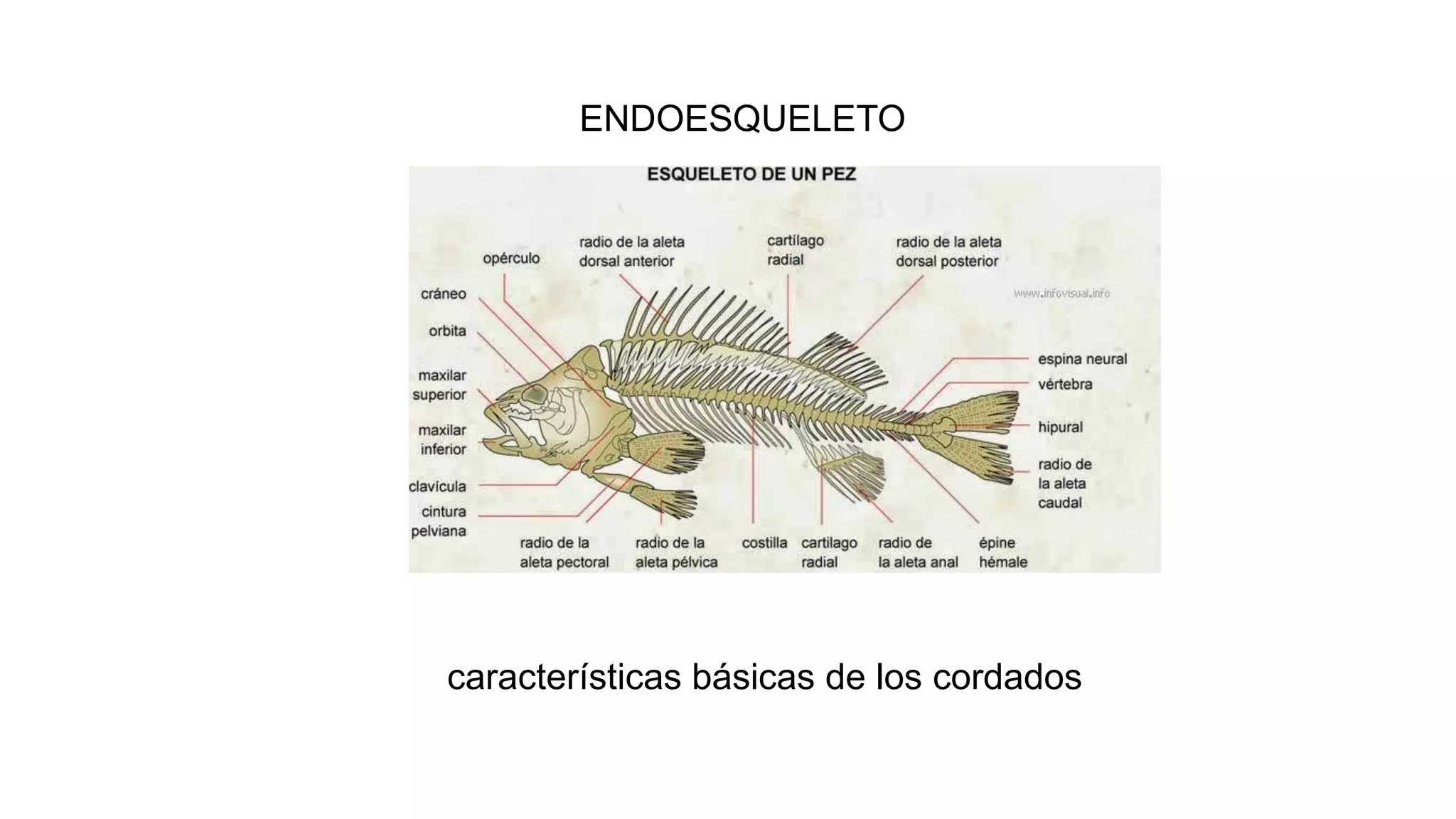 Diagrama De Anatomía De Los Peces