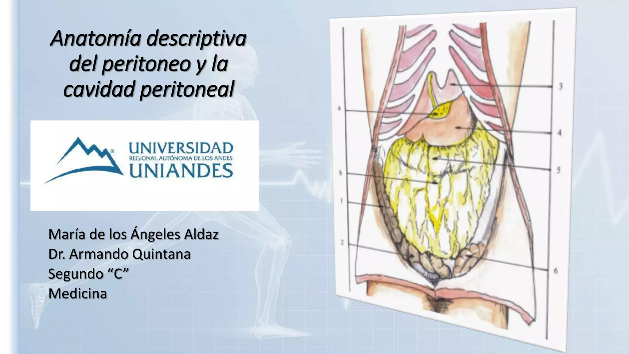 El peritoneo, la cavidad peritoneal y topografía de las regiones del ...