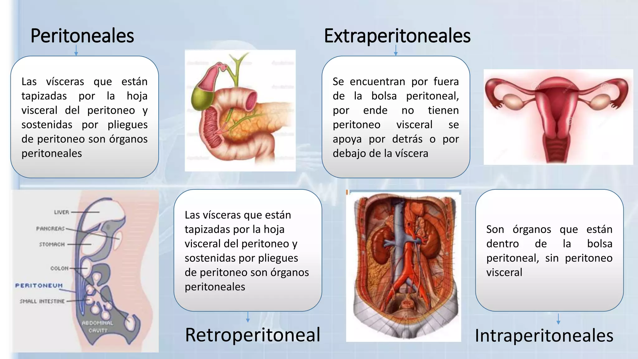 El peritoneo, la cavidad peritoneal y topografía de las regiones del ...