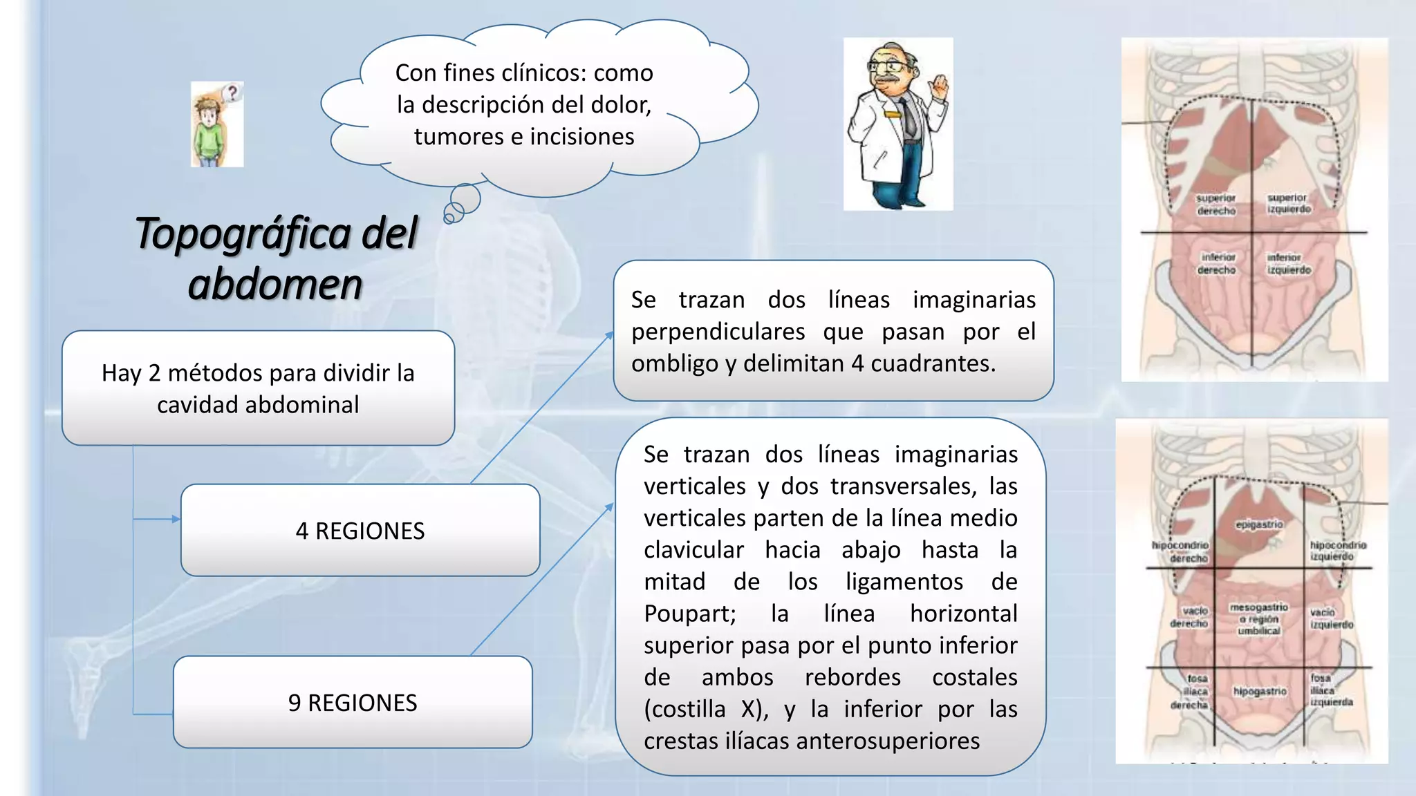 El peritoneo, la cavidad peritoneal y topografía de las regiones del ...