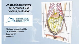 El peritoneo, la cavidad peritoneal y topografía de las regiones del ...