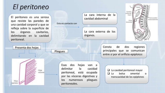 El peritoneo, la cavidad peritoneal y topografía de las regiones del ...
