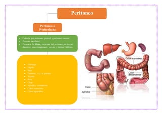 Anatomia - Peritoneo y Cuadrante Abdominales | DOCX