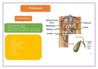 Anatomia - Peritoneo y Cuadrante Abdominales | DOCX