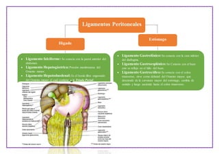 Anatomia - Peritoneo y Cuadrante Abdominales | DOCX