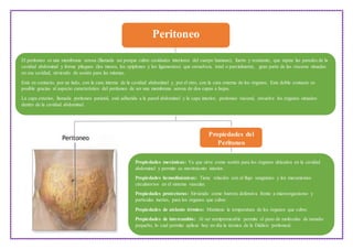 Anatomia - Peritoneo y Cuadrante Abdominales | DOCX