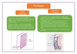 Anatomia - Peritoneo y Cuadrante Abdominales | DOCX
