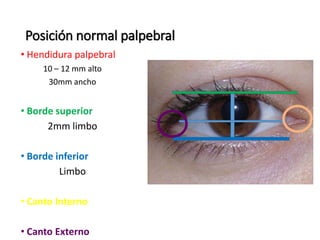 Anatomía párpado
