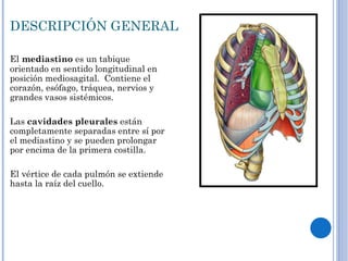 Anatomia radiologica torax | ODP