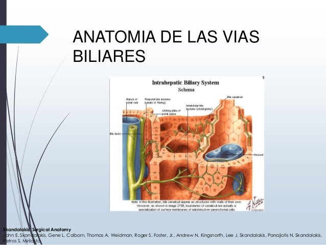 Anato vias biliares