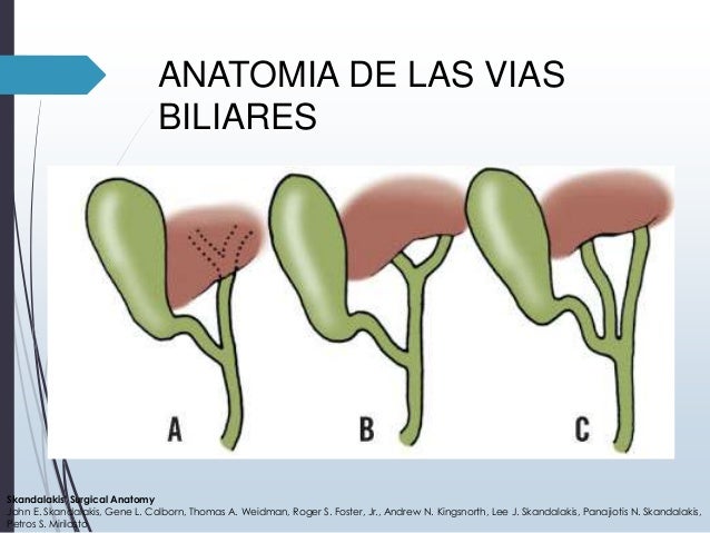 Anato vias biliares