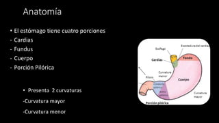 Anato y fisio estomago | PPTX
