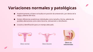 anato y morfo aparato reproductor femenino interno.pptx