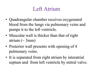 Anatomy & physiology of cardiovascular system | PPT