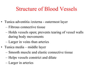 Anatomy & physiology of cardiovascular system | PPT