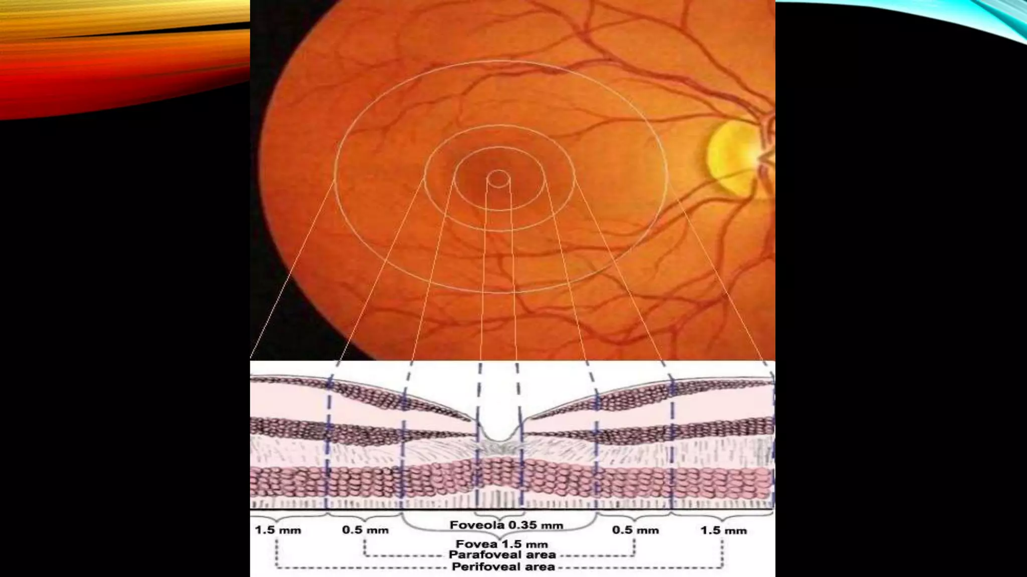 Anatomy and Physiology of retina | PPTX