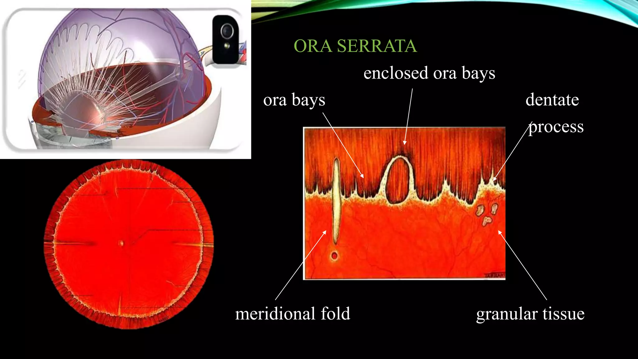 Anatomy and Physiology of retina | PPTX