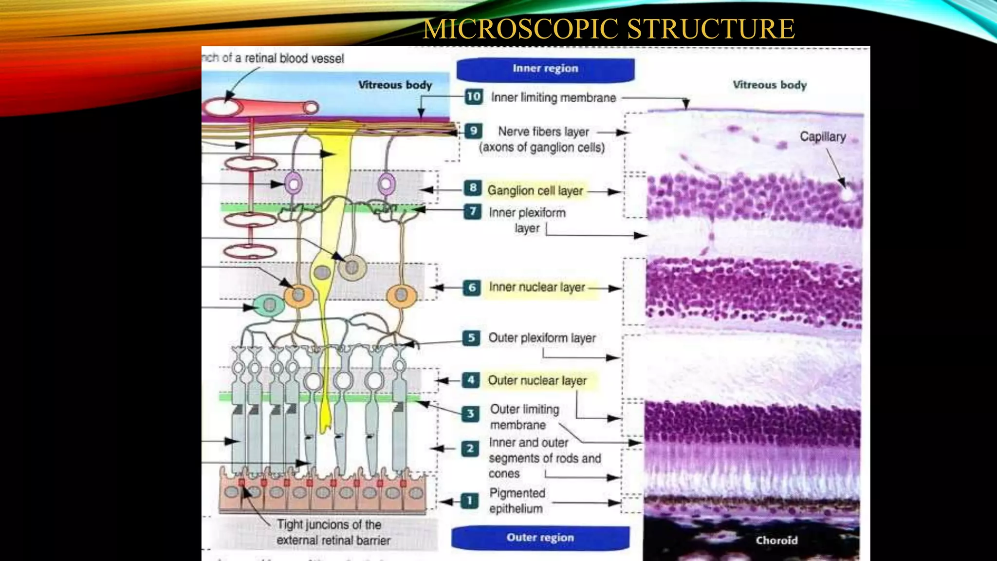 Anatomy and Physiology of retina | PPTX
