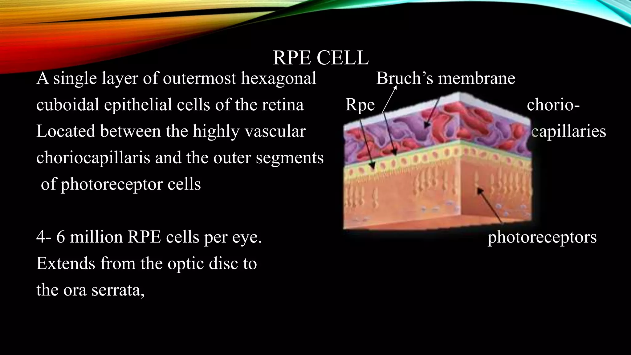 Anatomy and Physiology of retina | PPTX