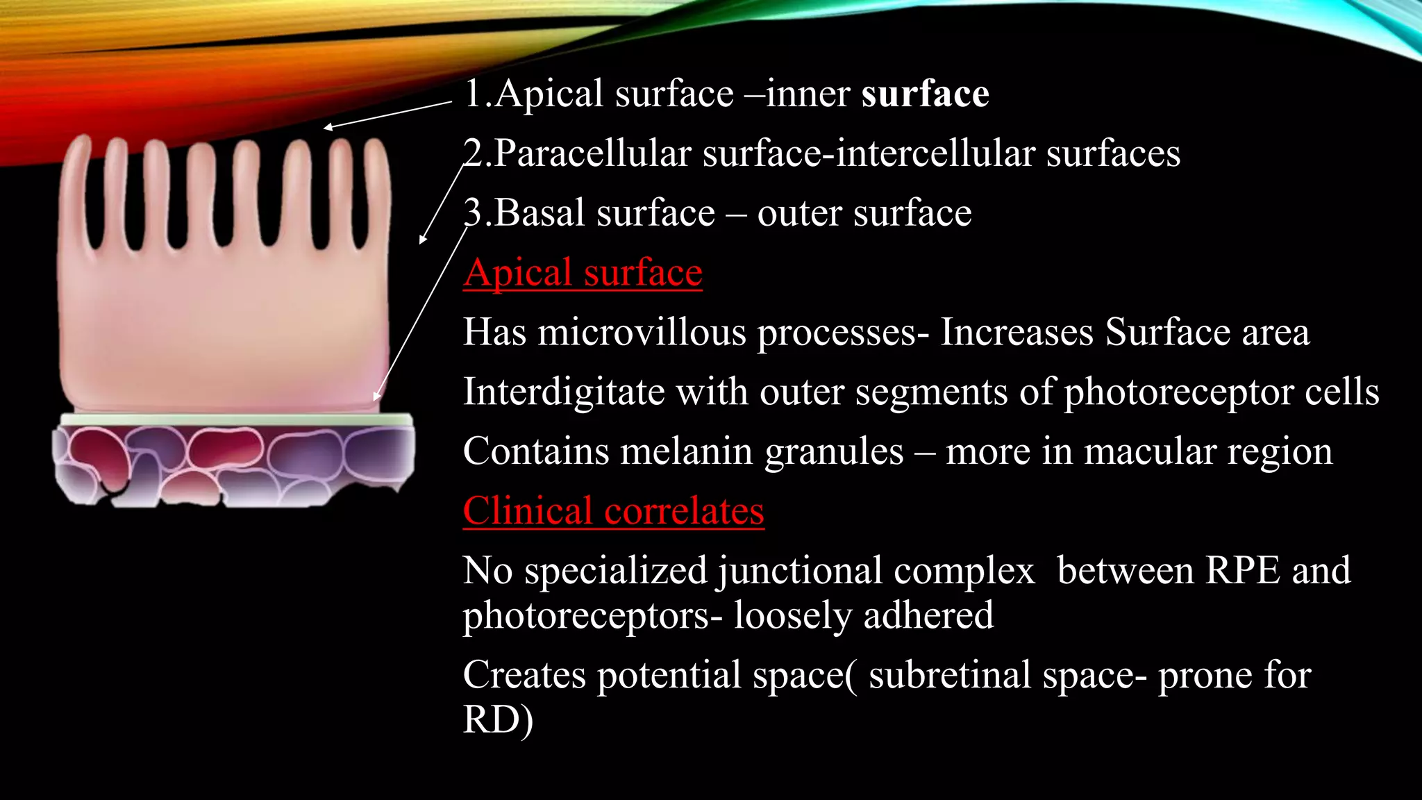 Anatomy and Physiology of retina | PPTX