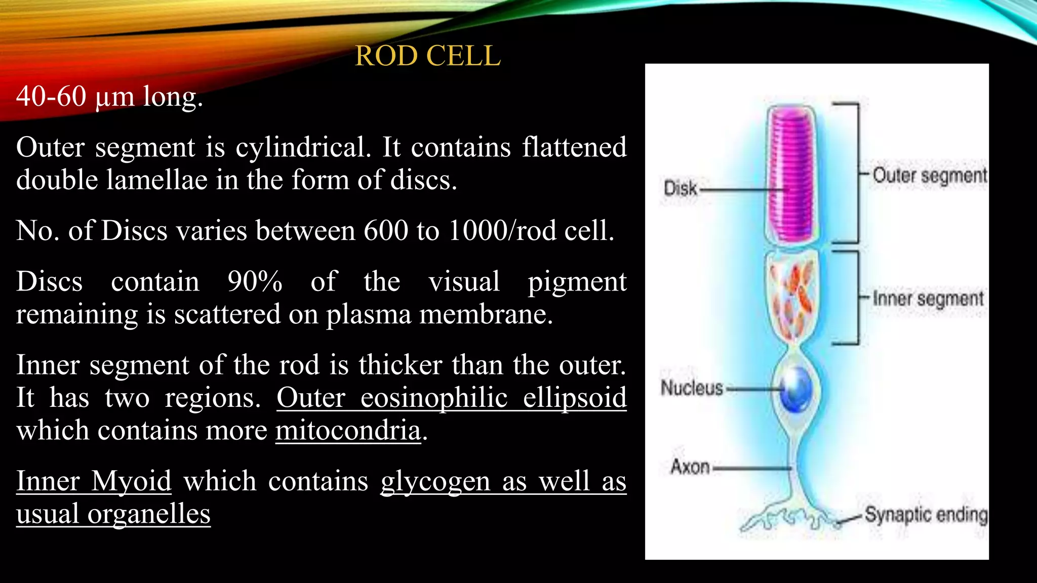 Anatomy and Physiology of retina | PPTX