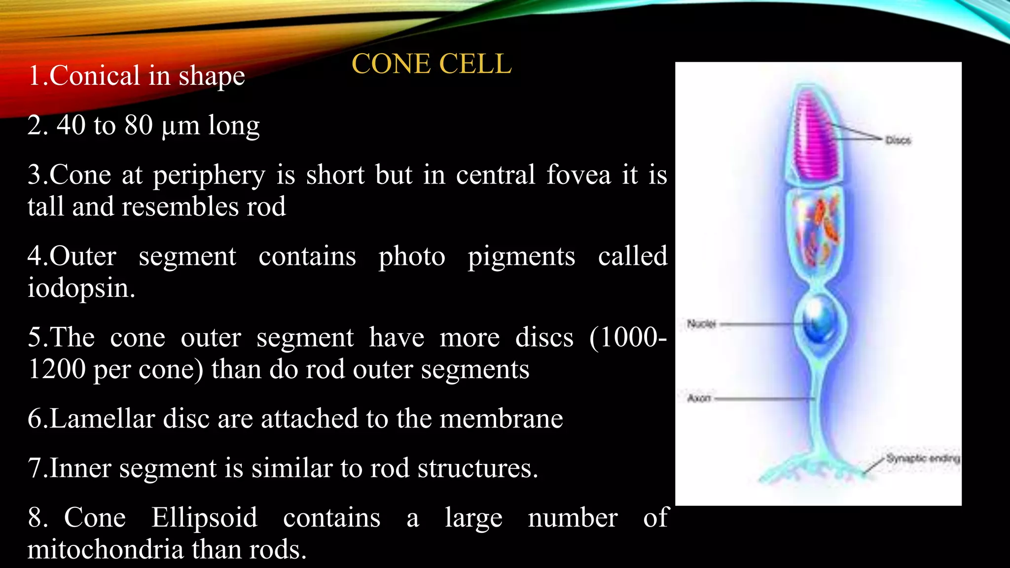 Anatomy and Physiology of retina | PPTX