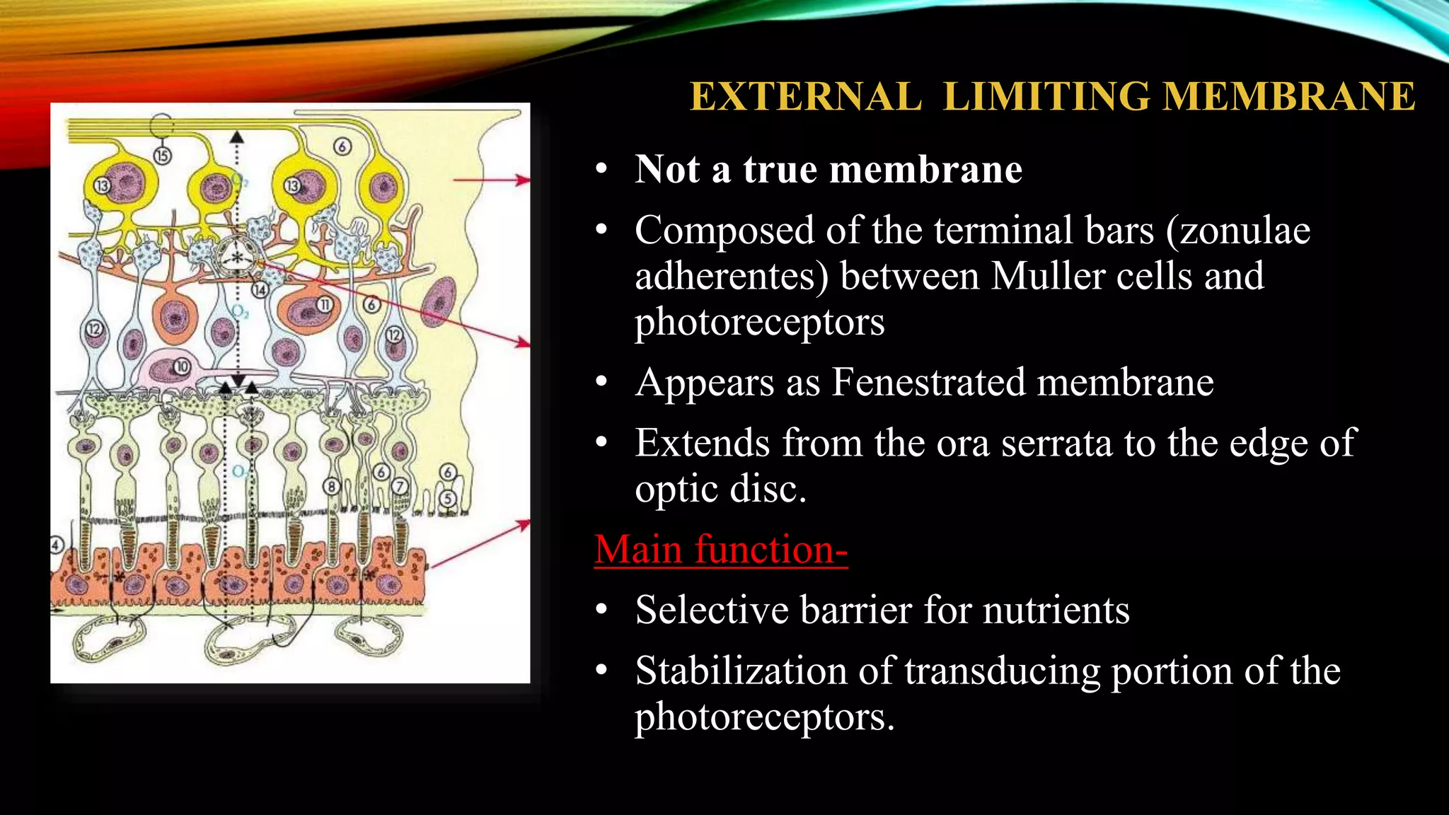Anatomy and Physiology of retina | PPTX