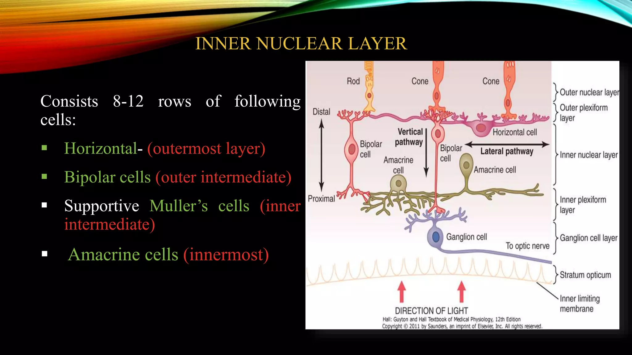 Anatomy and Physiology of retina | PPTX