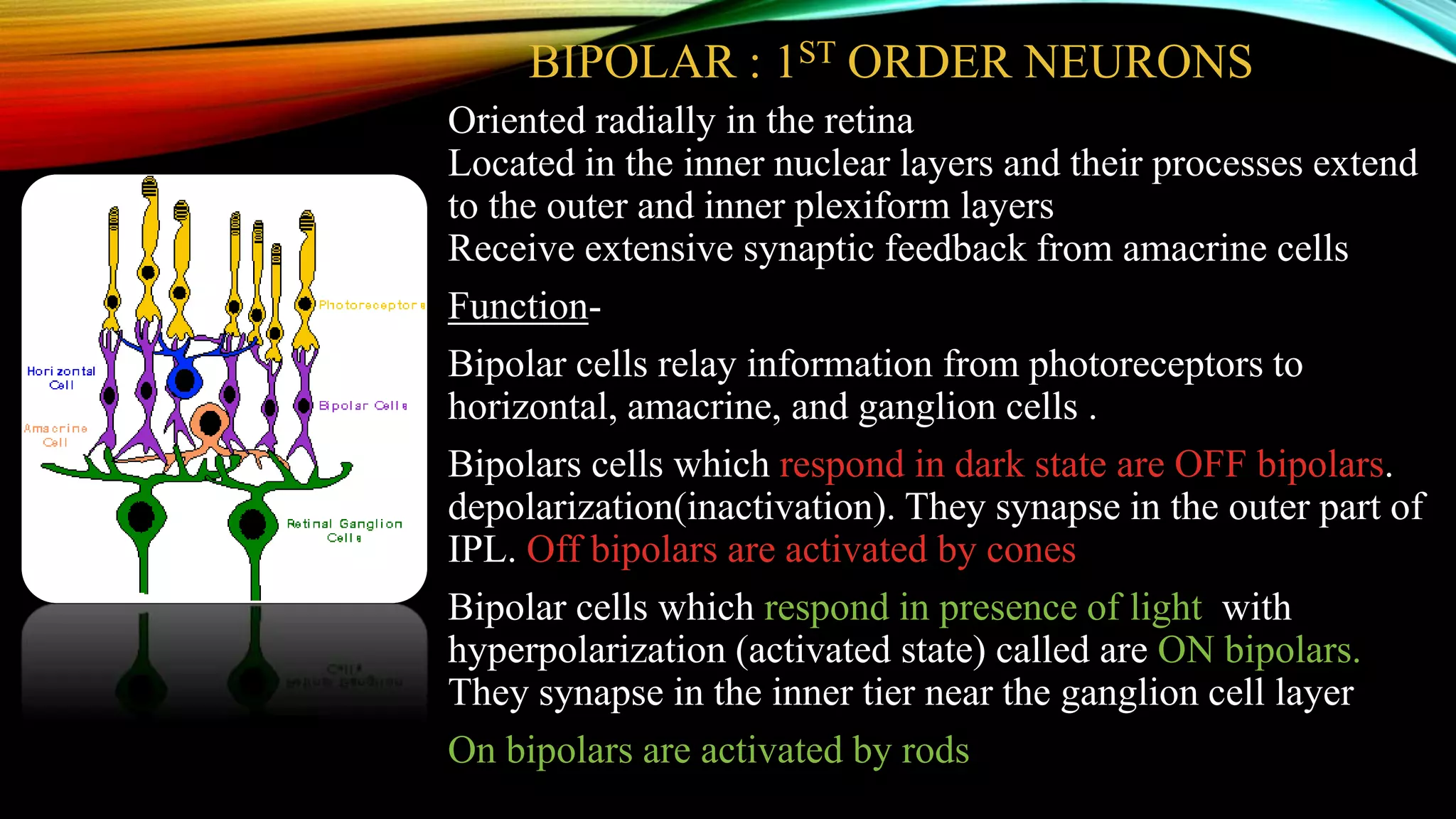 Anatomy and Physiology of retina | PPTX