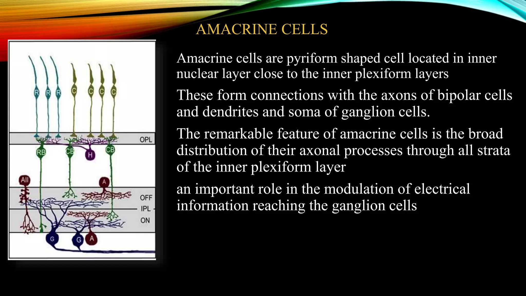 Anatomy and Physiology of retina | PPTX