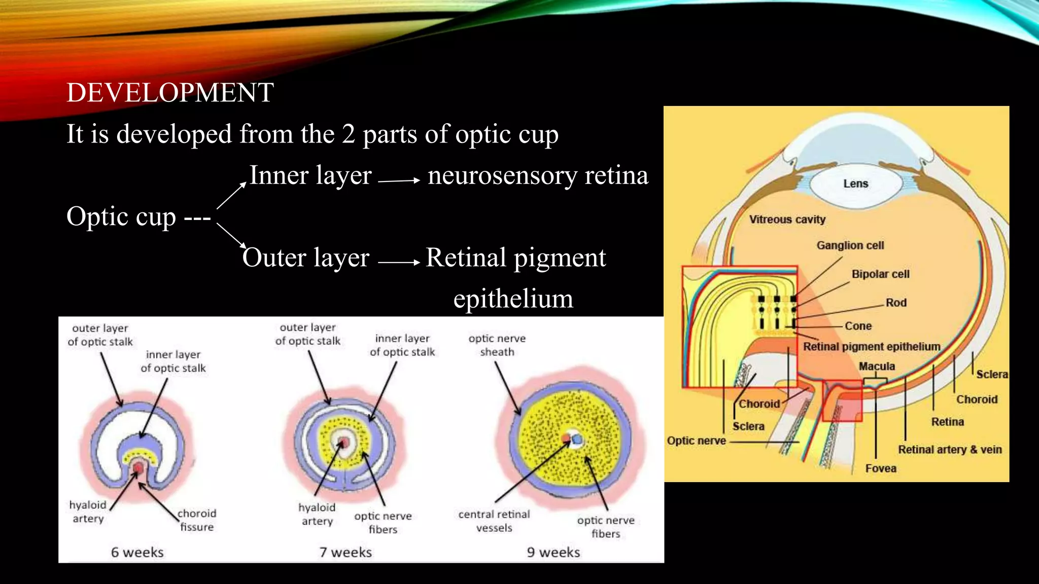 Anatomy and Physiology of retina | PPTX