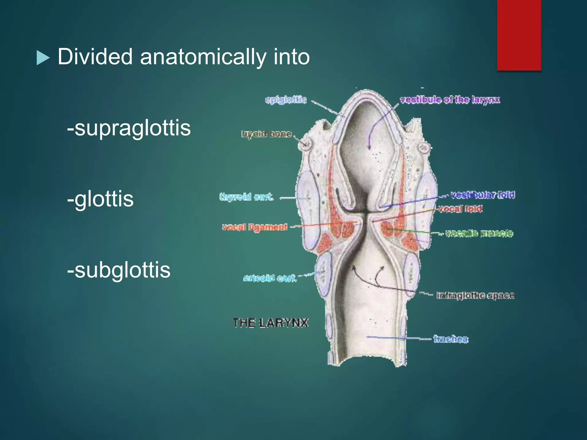 Anatomy and physiology of larynx | PPTX
