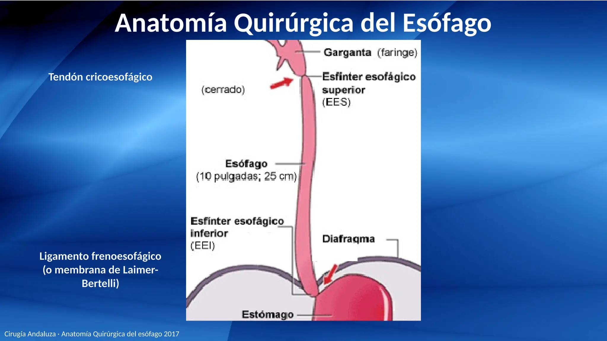 anatomia quirurgica y fisioligia de esofago.pptx