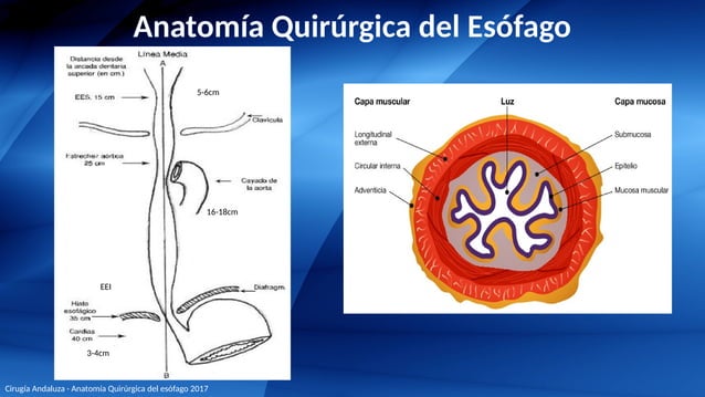 anatomia quirurgica y fisioligia de esofago.pptx