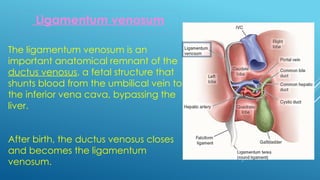 anat seminar upper linmb and thorax.pptx