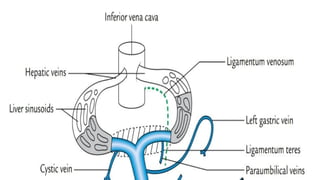 anat seminar upper linmb and thorax.pptx