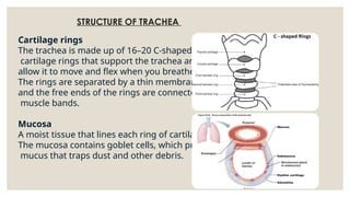 anat trachea 2 (1).pptx dipali pdf new .. | PPTX